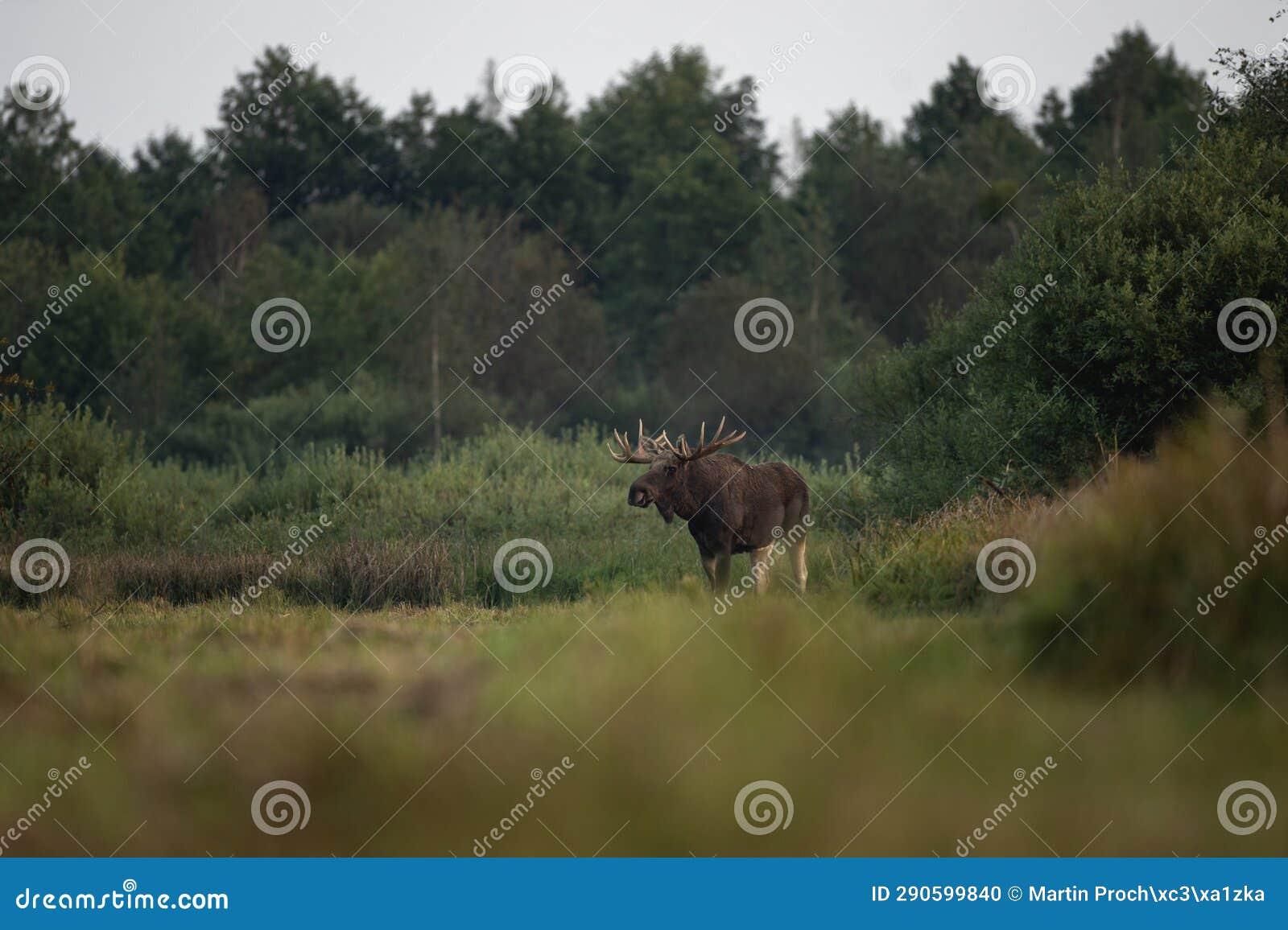 Moose, Elk, Alces Alces, European Elk Stock Photo - Image of nature ...