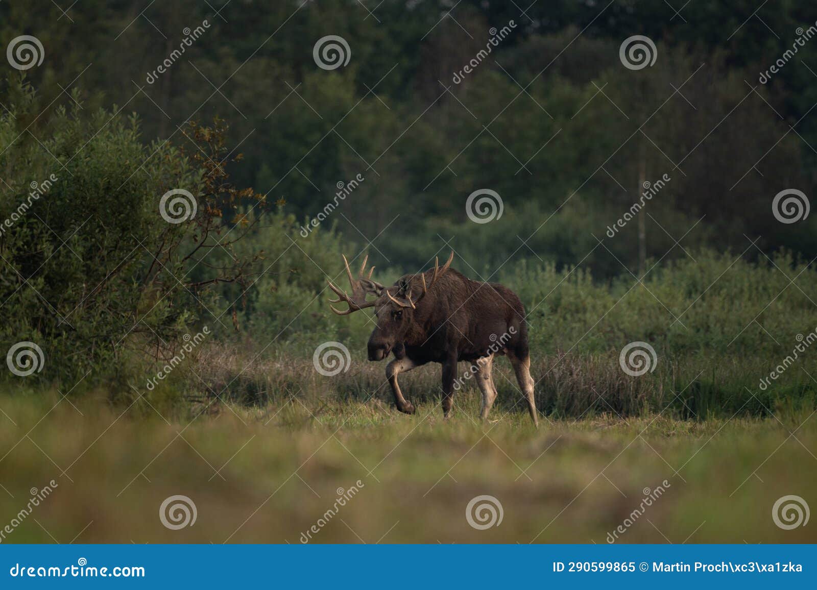 Moose, Elk, Alces Alces, European Elk Stock Image - Image of animal ...