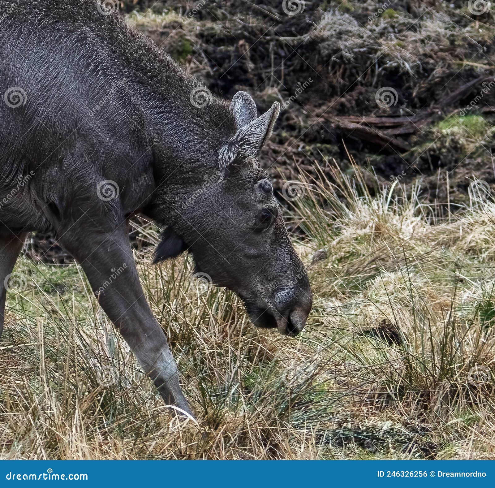 European Elk Alces Alces Calf In Green Bilberry Bushes Royalty-Free ...