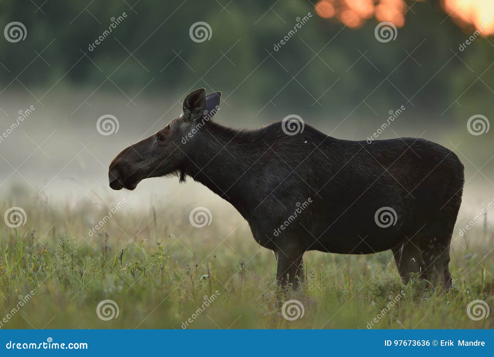 Moose in the evening mist stock photo. Image of female - 97673636
