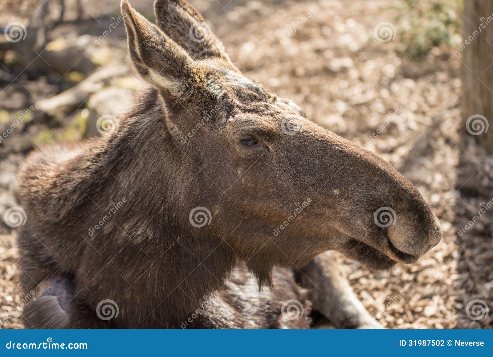 Moose face stock photo. Image of animal, large, sweden - 31987502