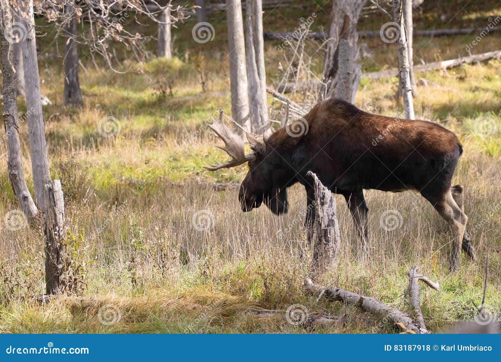 Moose during fall stock photo. Image of autumn, mammal - 83187918