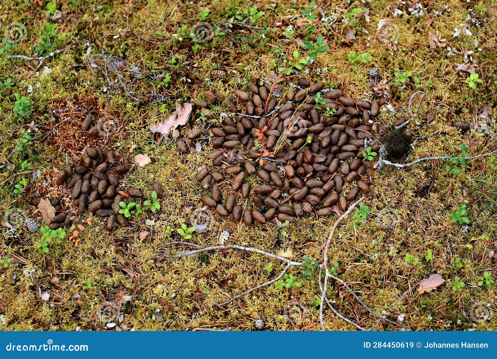 Moose Feces on the Mossy Forest Ground Stock Image - Image of pellet ...