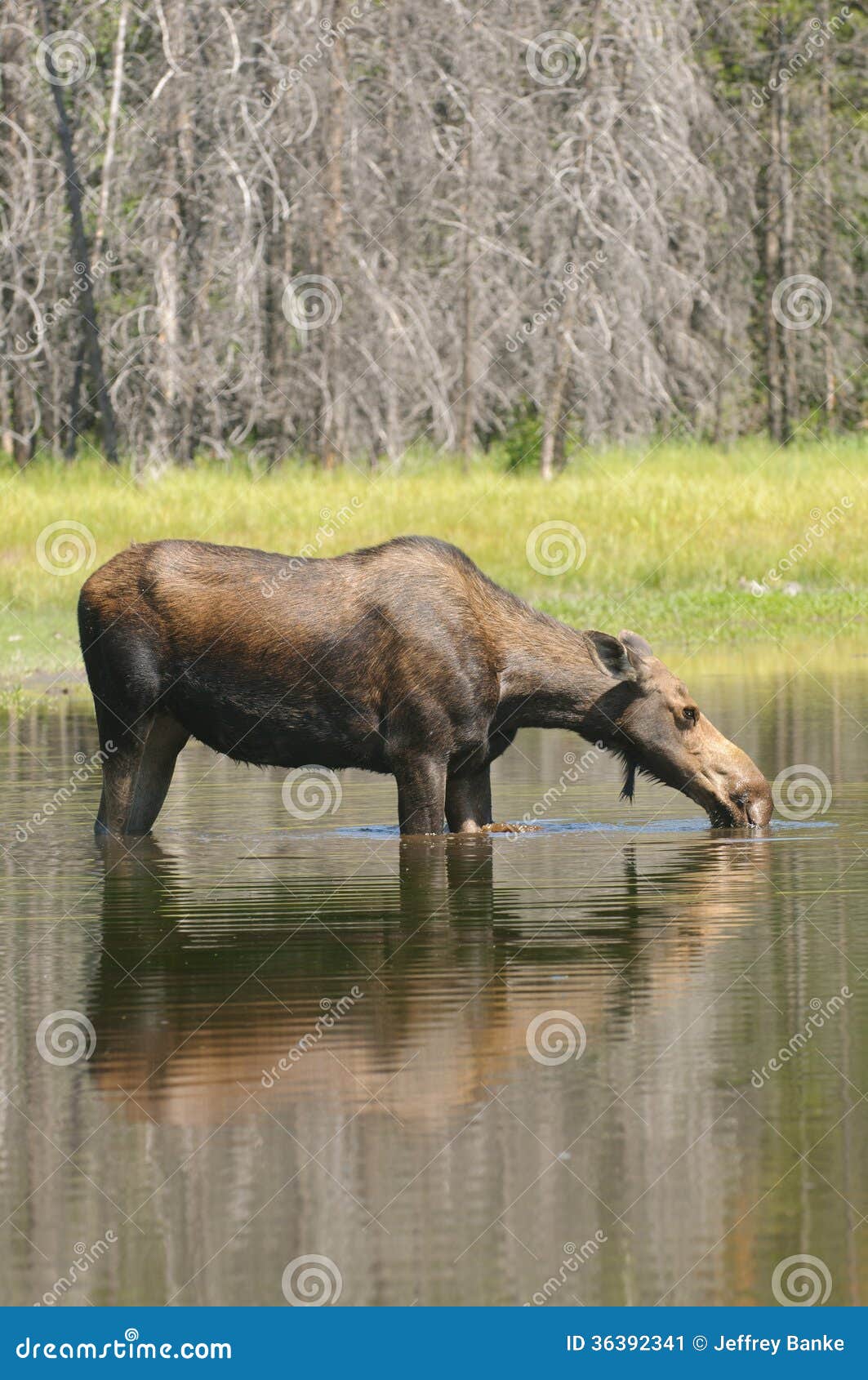 Moose feeding stock image. Image of summer, moose, daybreak - 36392341