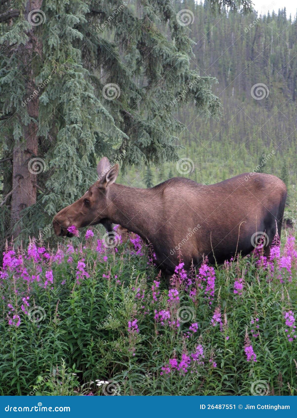 Moose Feeding on Fireweed stock image. Image of forest - 26487551