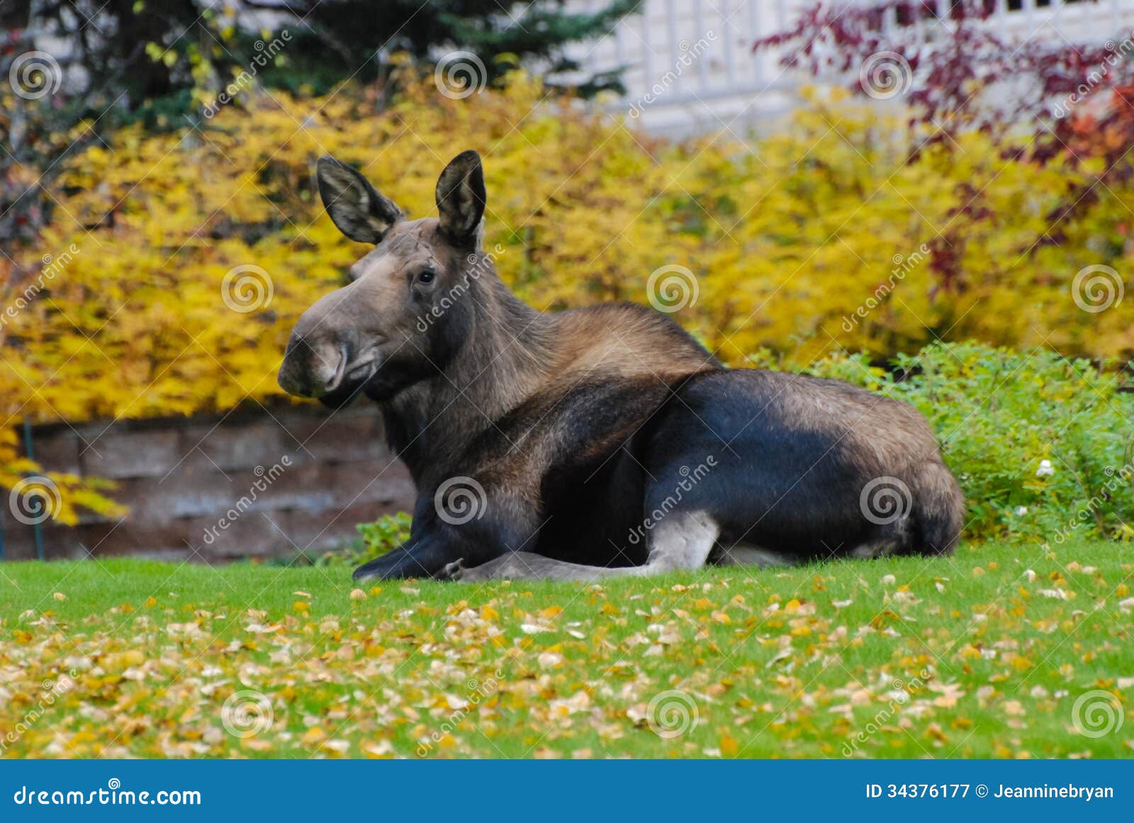 Moose stock image. Image of animals, nord, fauna, beauty - 34376177