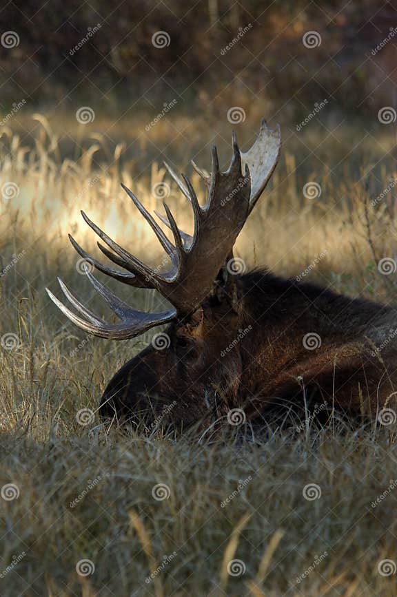 Moose in a Field stock photo. Image of moose, wildlife - 1329486
