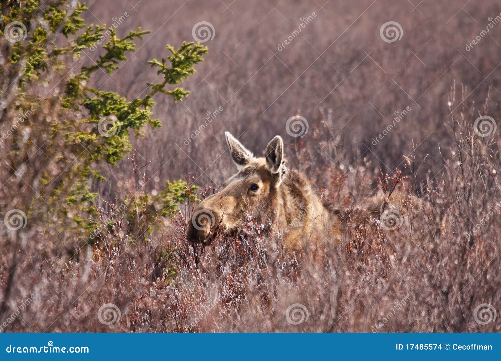 Moose in Field stock photo. Image of moose, wildlife - 17485574