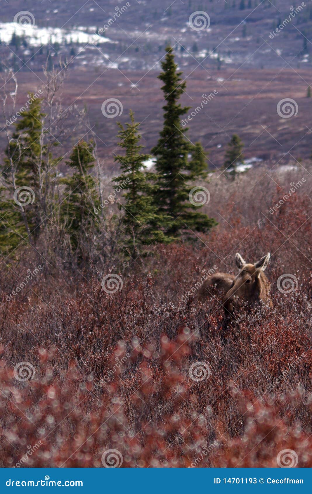 Moose in Field, II stock image. Image of field, tourism - 14701193