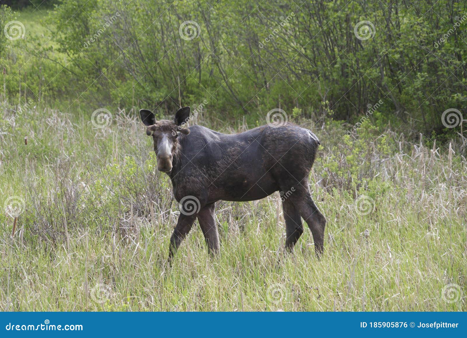 Moose in field stock photo. Image of nature, moose, mammal - 185905876