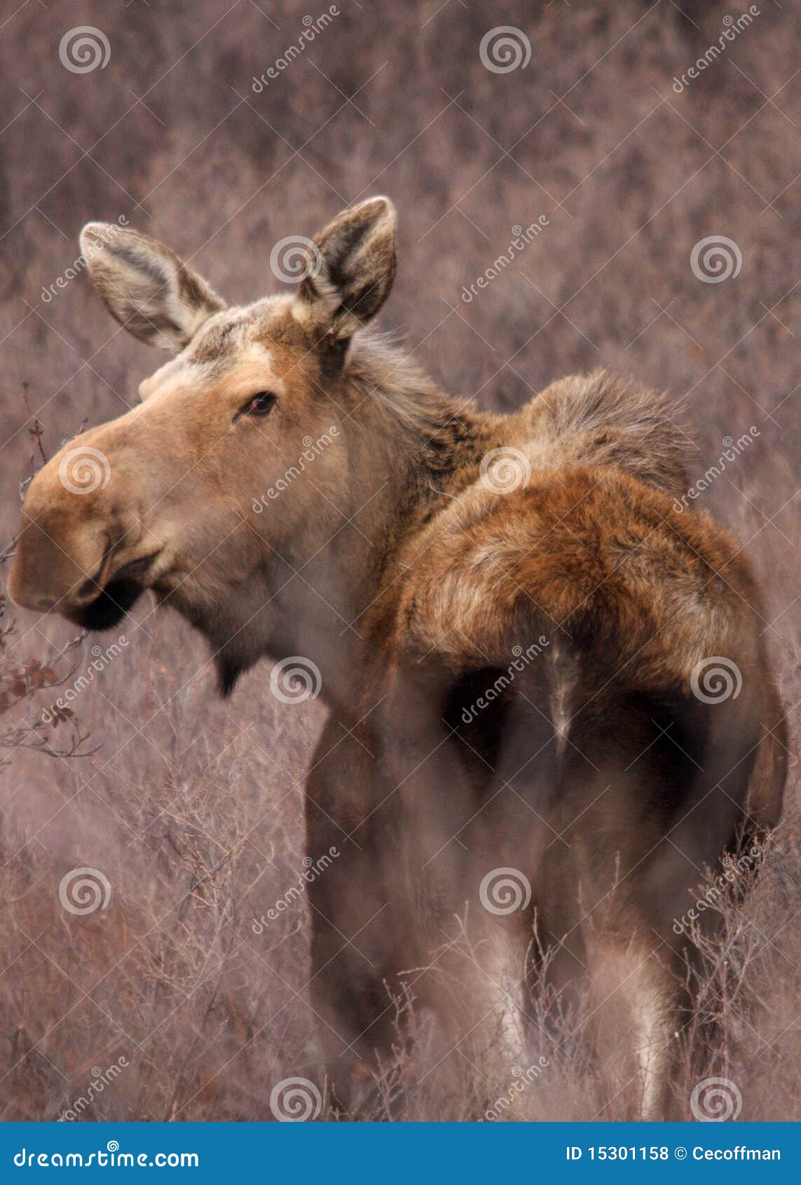 Moose in Field, V stock photo. Image of vacation, park - 15301158
