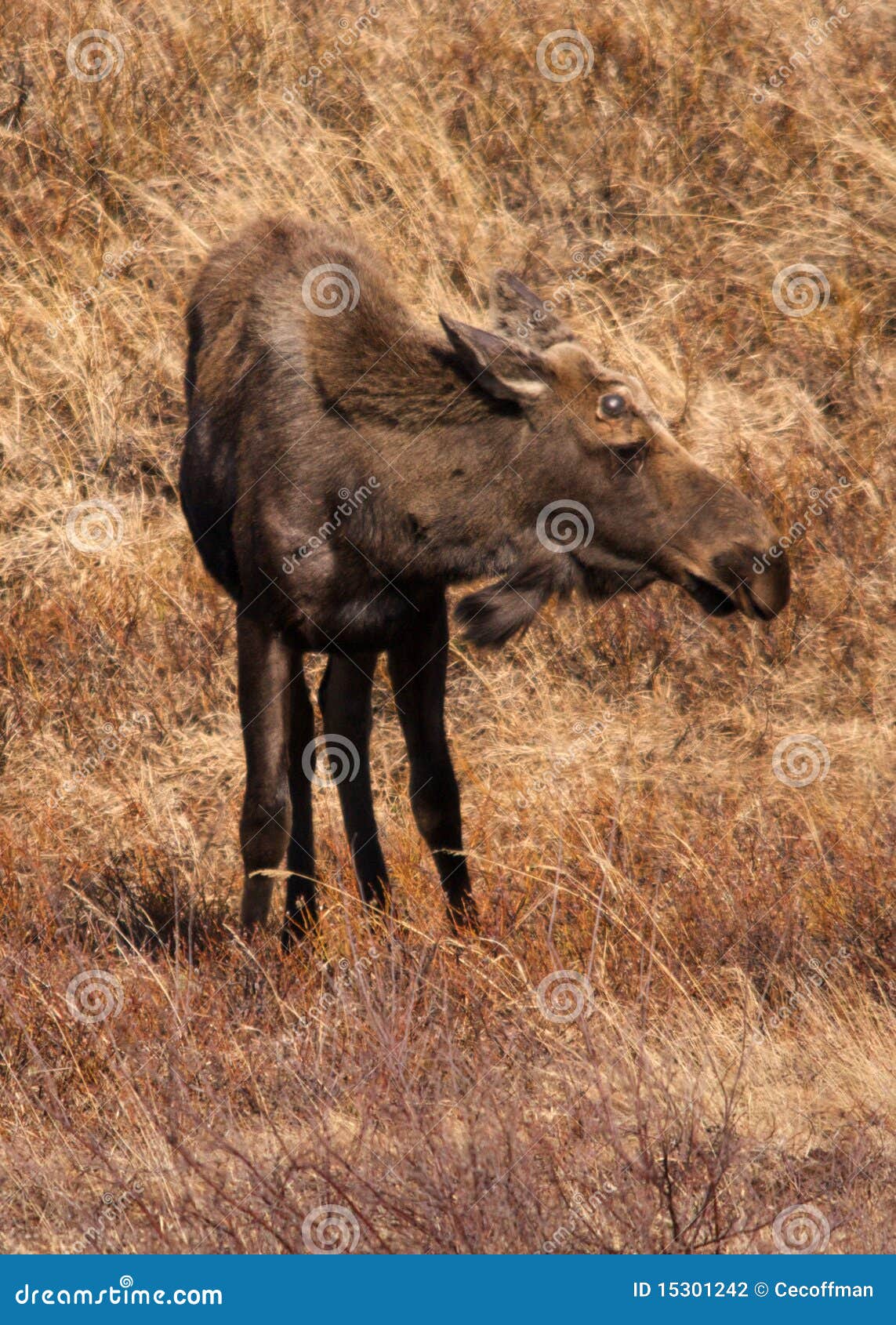 Moose in Field, VI stock photo. Image of alaska, arctic - 15301242