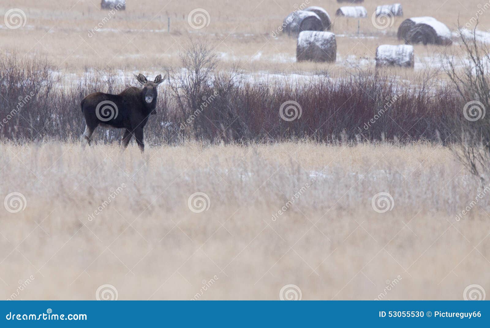 Moose in a field stock photo. Image of female, moose - 53055530