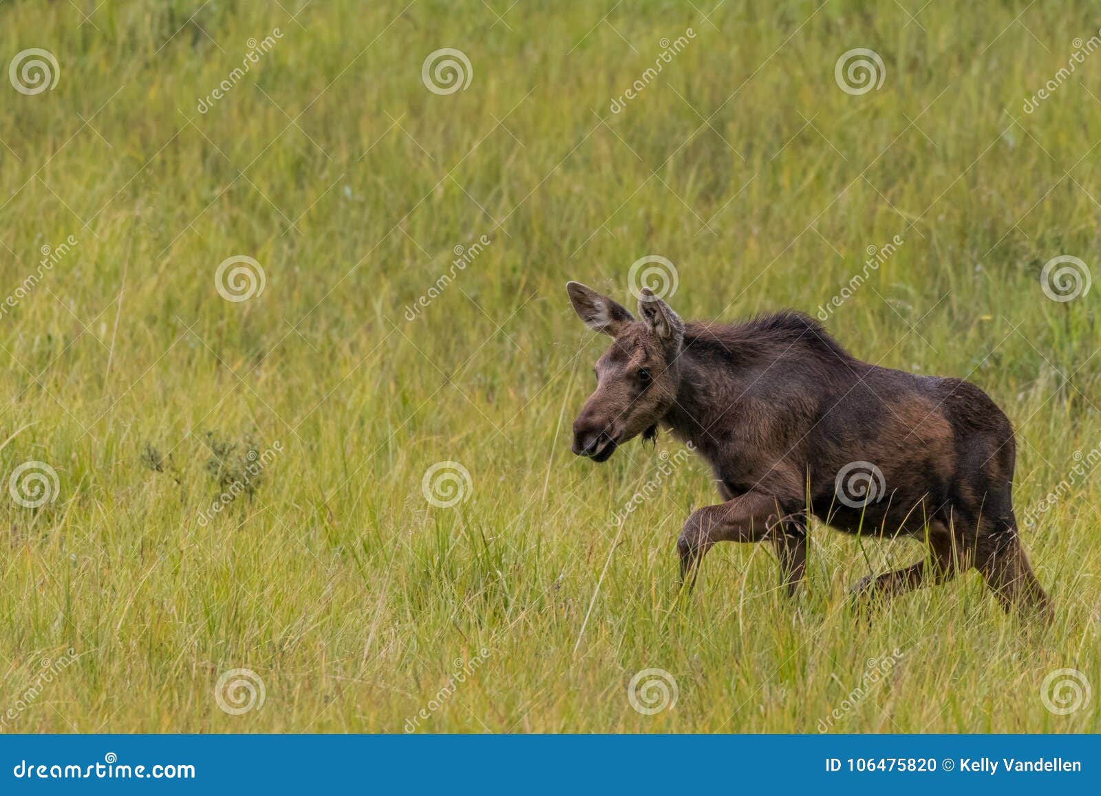Moose Foal Runs through Field Stock Photo - Image of summer, mountain ...