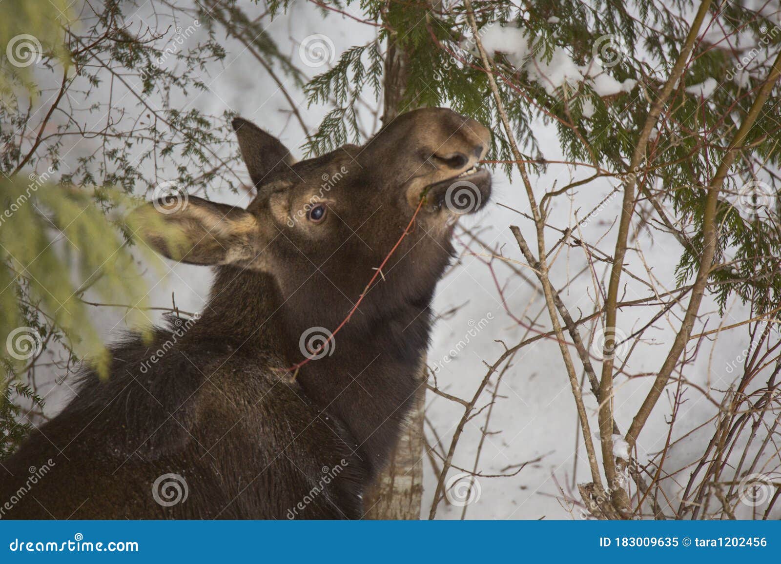 Moose Foraging Branches in a Northern BC Backyard. Stock Image - Image ...