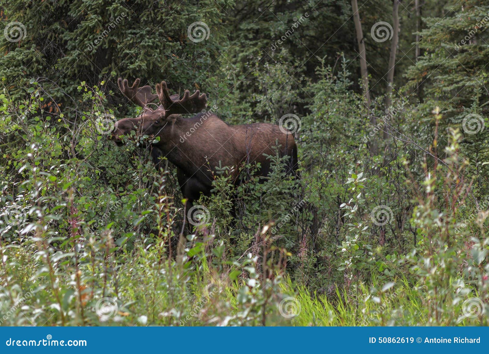 Moose stock image. Image of animal, forest, americanus - 50862619