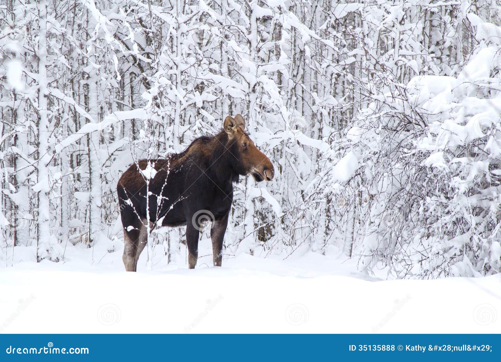 A moose in the forest stock photo. Image of snow, covered - 35135888