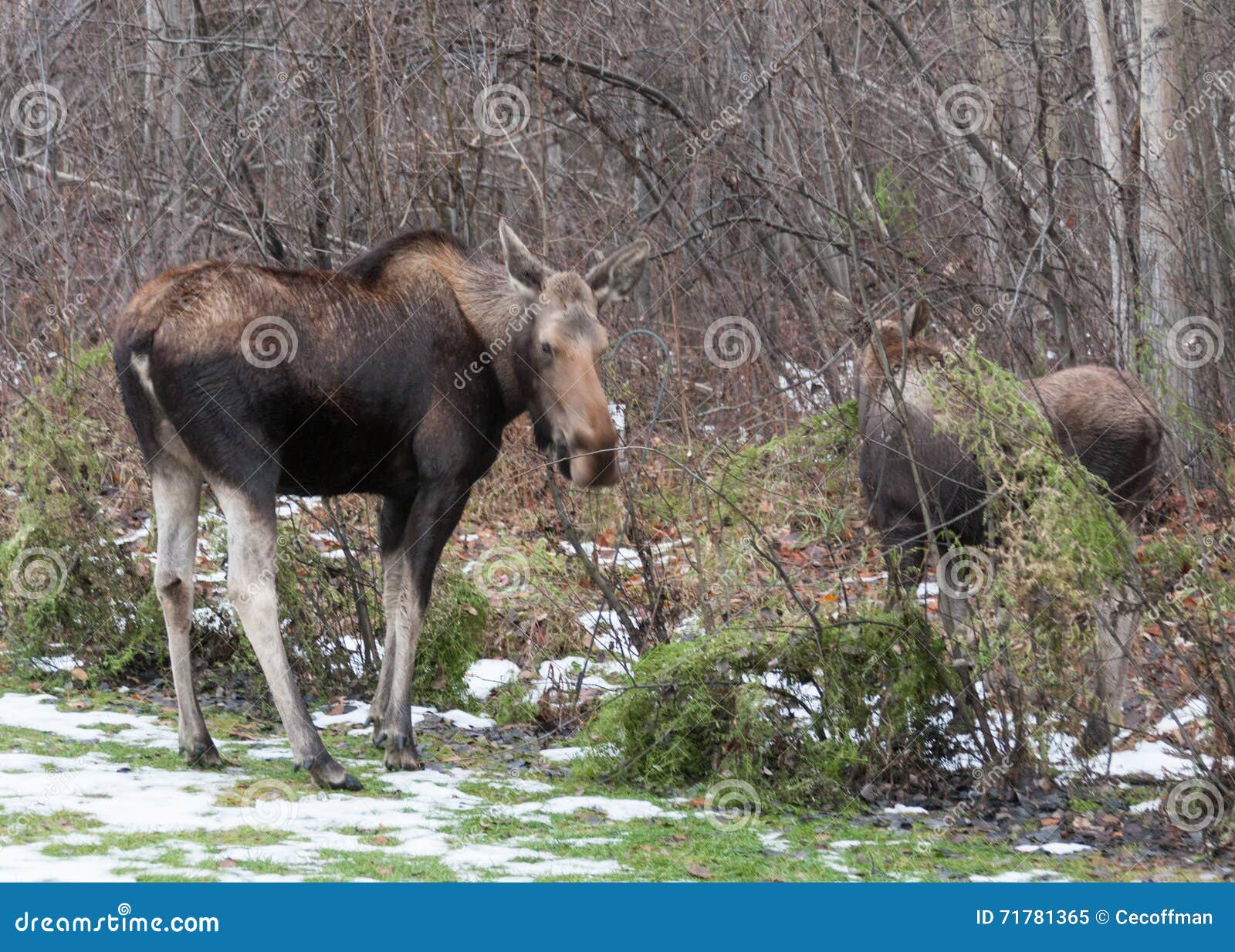 Moose in Forest stock image. Image of brush, forest, baby - 71781365