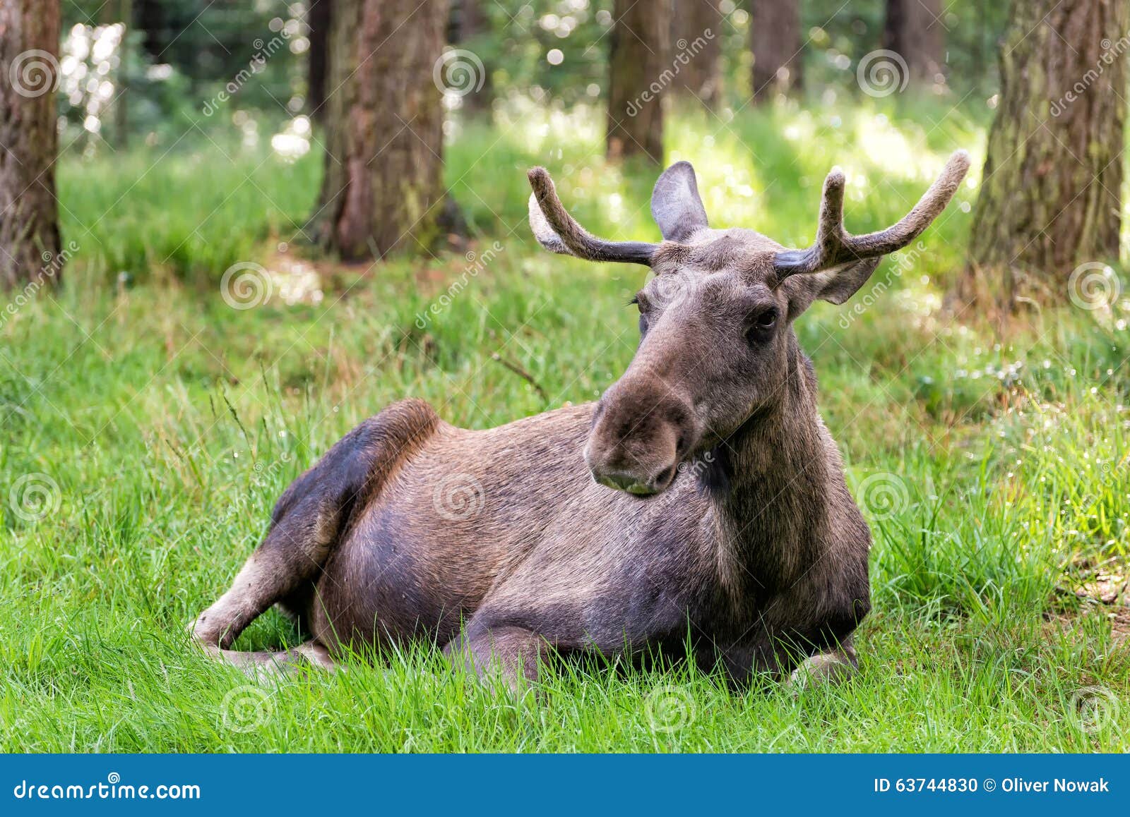 Moose stock photo. Image of national, poland, area, finland - 63744830