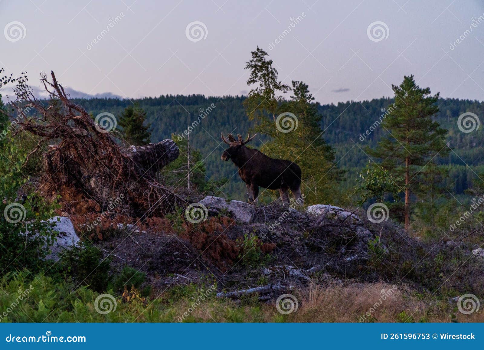 Moose in a Forest Standing on Rocky Surface Stock Image - Image of ...