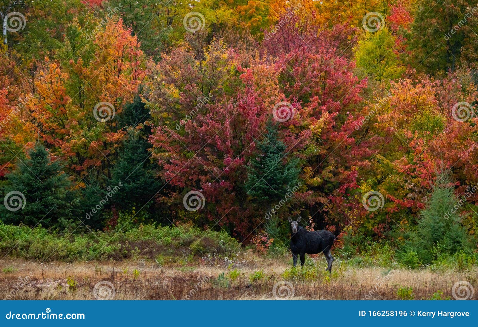 Cow Moose and Maine Fall Colors Stock Photo - Image of hunting, clouds ...