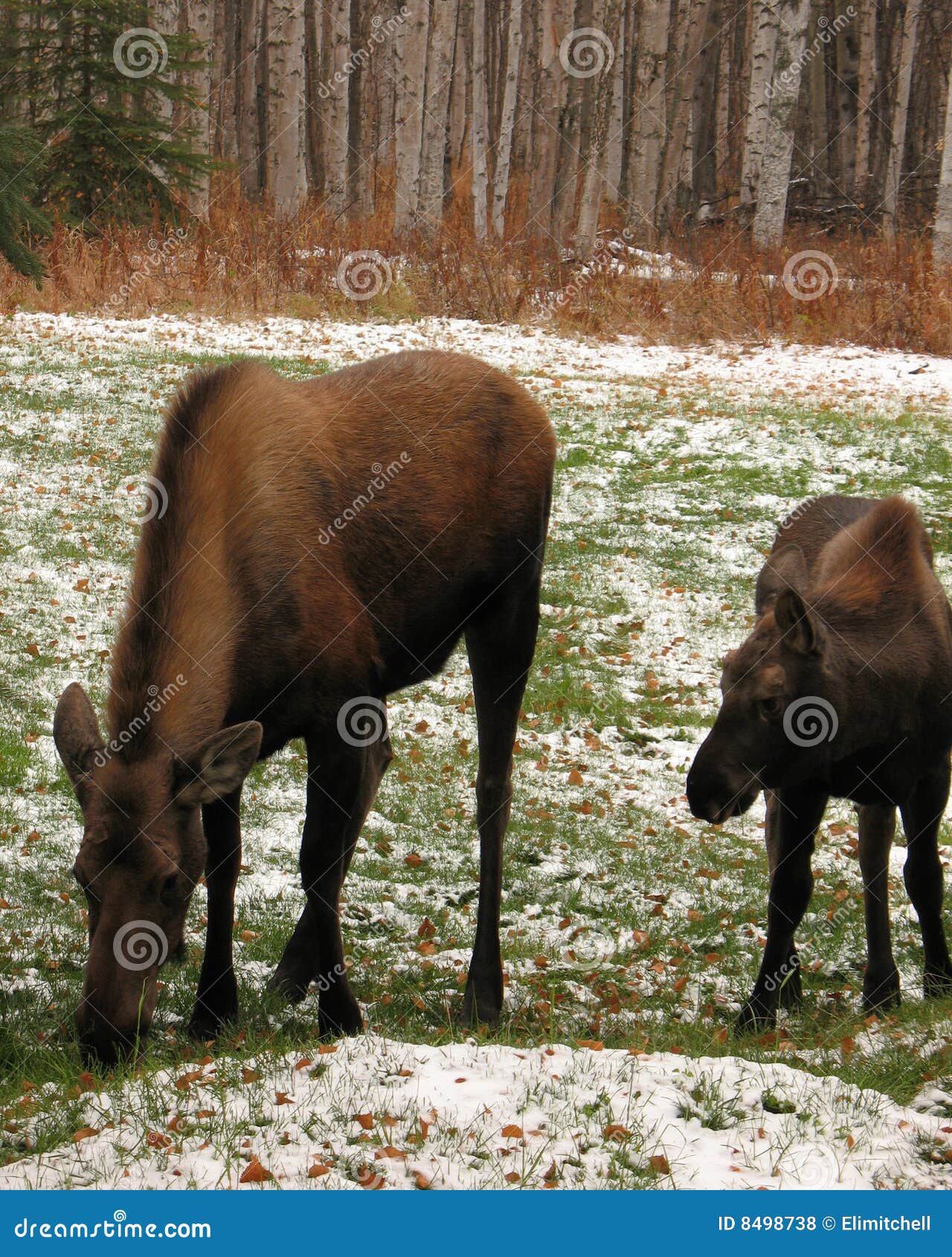 Moose grazing on field stock photo. Image of moose, stood - 8498738