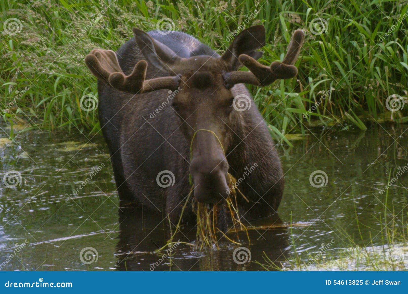 Moose having a drink stock image. Image of antlers, mammals - 54613825