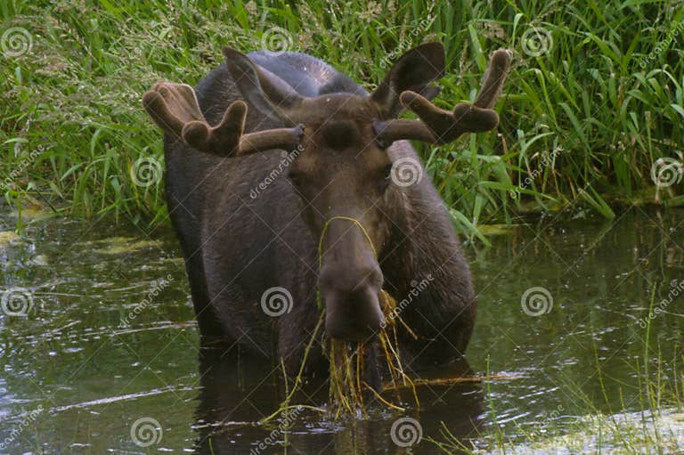 Moose having a drink stock image. Image of antlers, mammals - 54613825