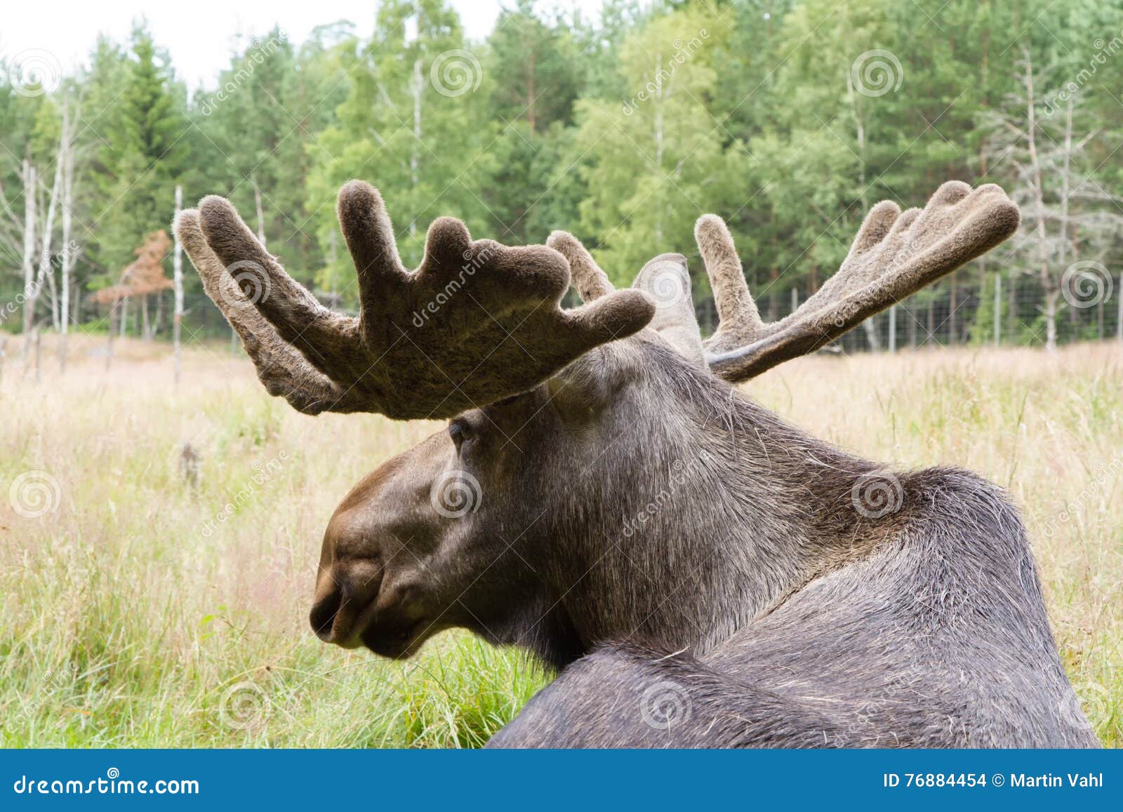 Moose Head stock photo. Image of moose, resting, animals - 76884454