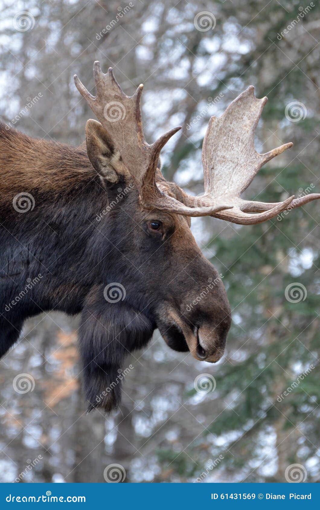 Moose Head stock image. Image of wild, wildlife, horned - 61431569