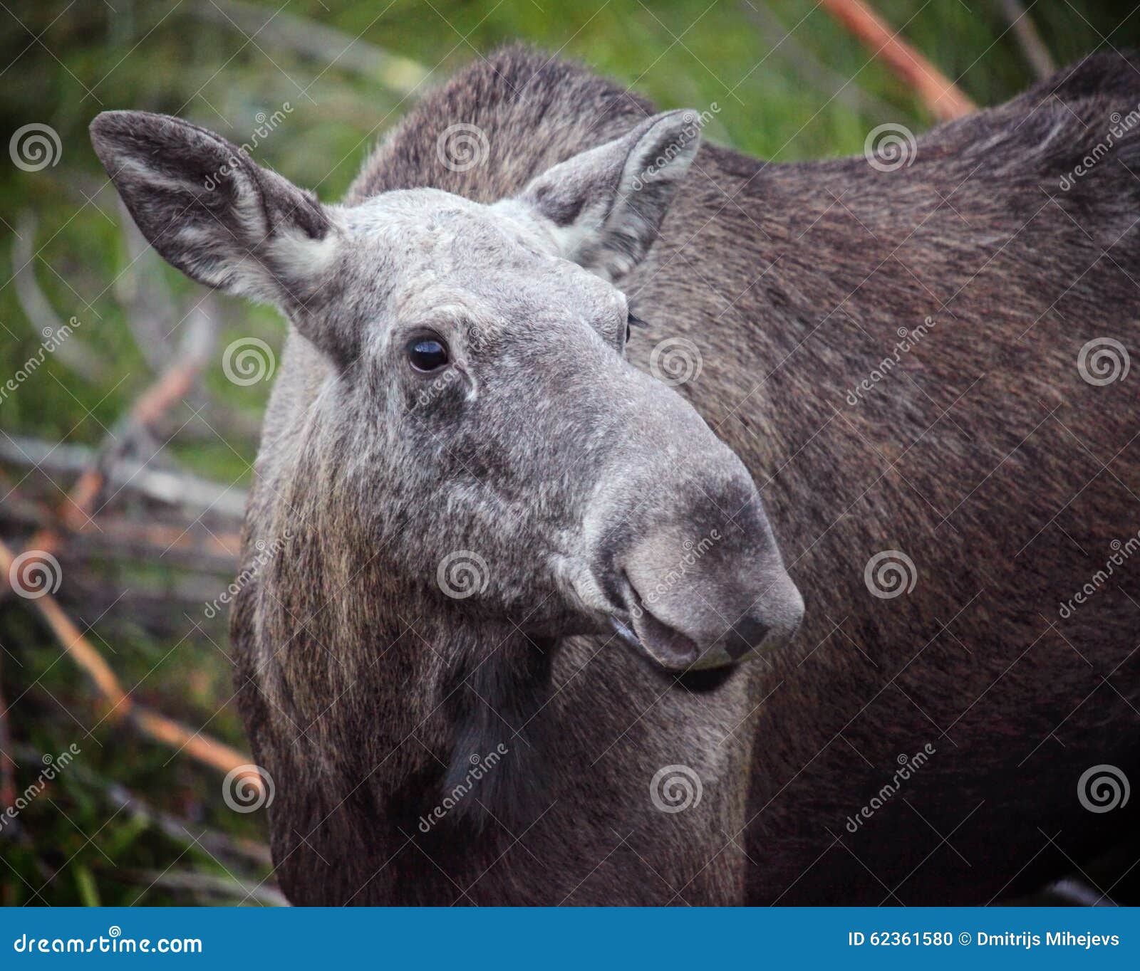 Moose stock photo. Image of forest, head, environment - 62361580