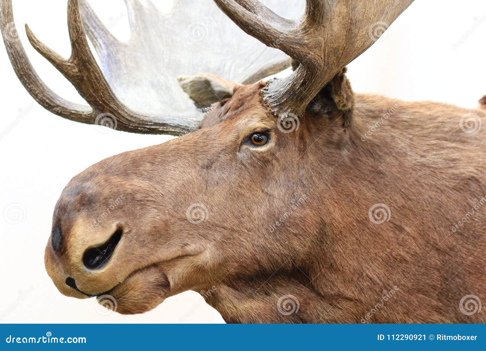 Moose Head on Display Mounted To a Wall Stock Image - Image of ...