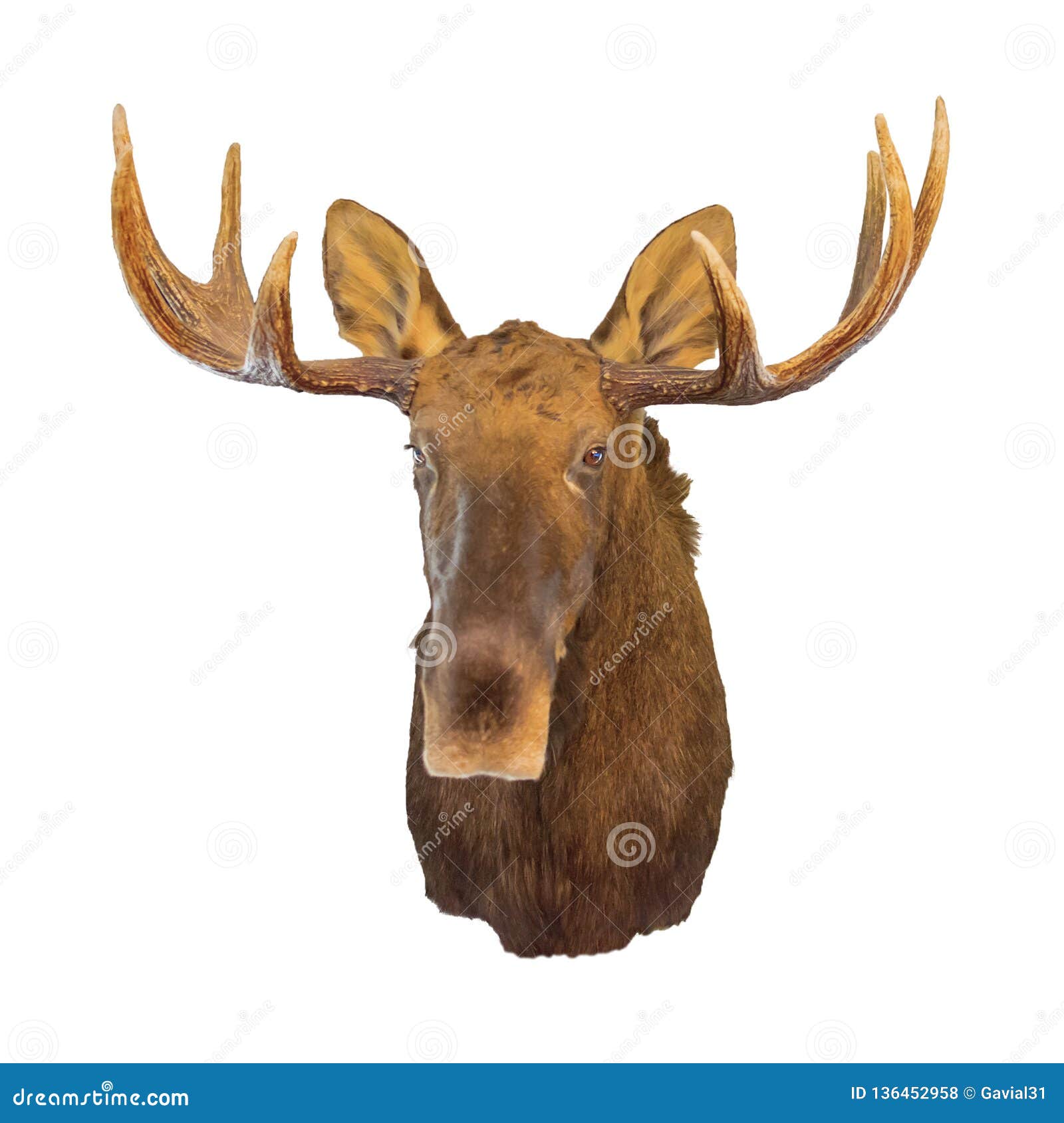 Moose Head Antlers Forest Icon Symbol Royalty-Free Stock Image ...