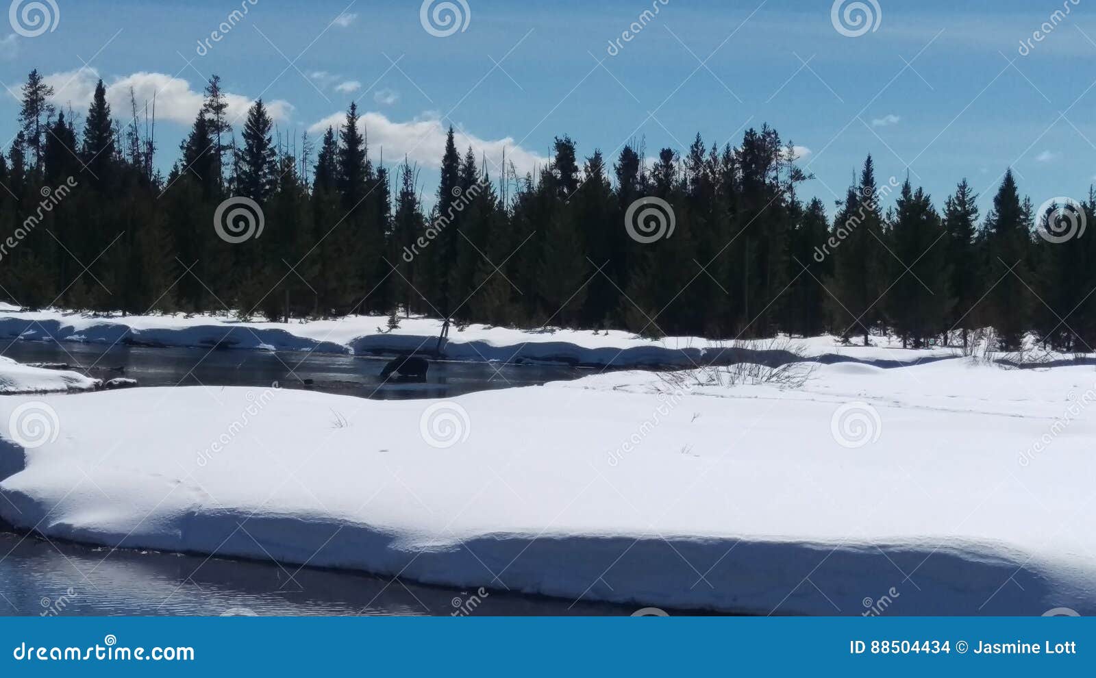 Moose in the Henry& X27;s Fork Stock Photo - Image of winter, grazing ...