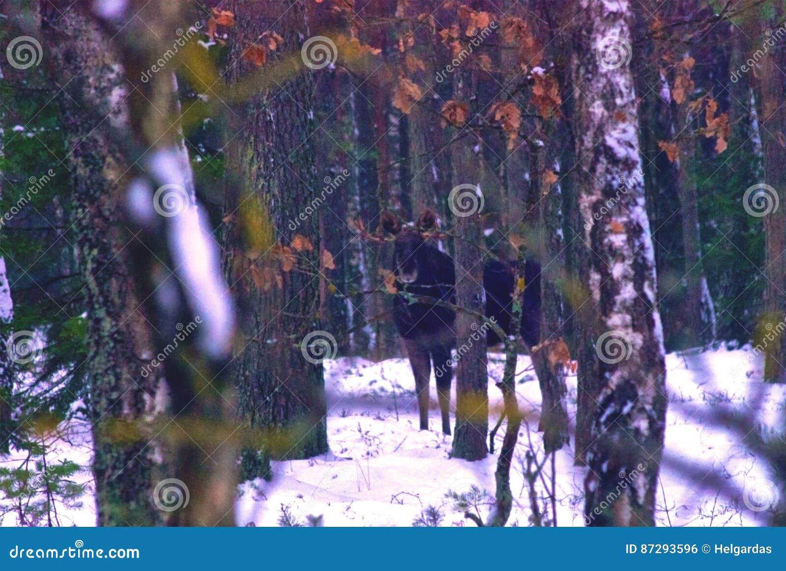 Moose Hiding in the Bushes, Lithuania Stock Photo - Image of deer ...