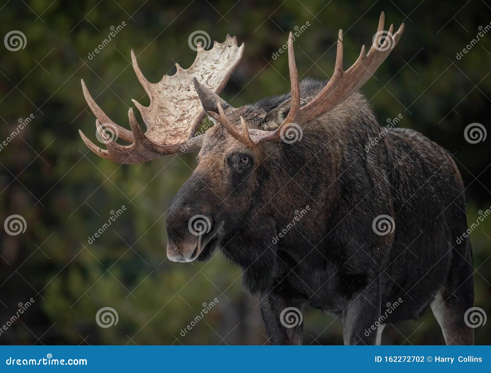 Moose in Jasper National Park, Canada Stock Photo - Image of national ...