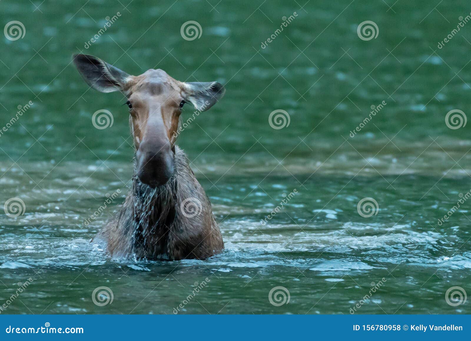 Moose in Lake Stares at Camera Stock Photo - Image of montana, dripping ...