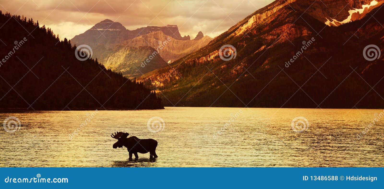Moose in lake at sunset stock photo. Image of mammal - 13486588