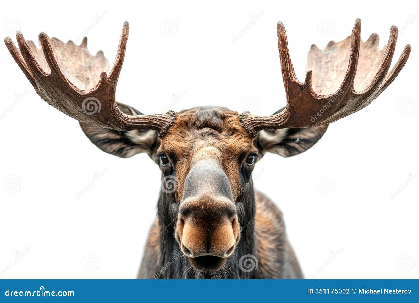 Moose with Large Antlers Looking Forward on a White Background Stock ...