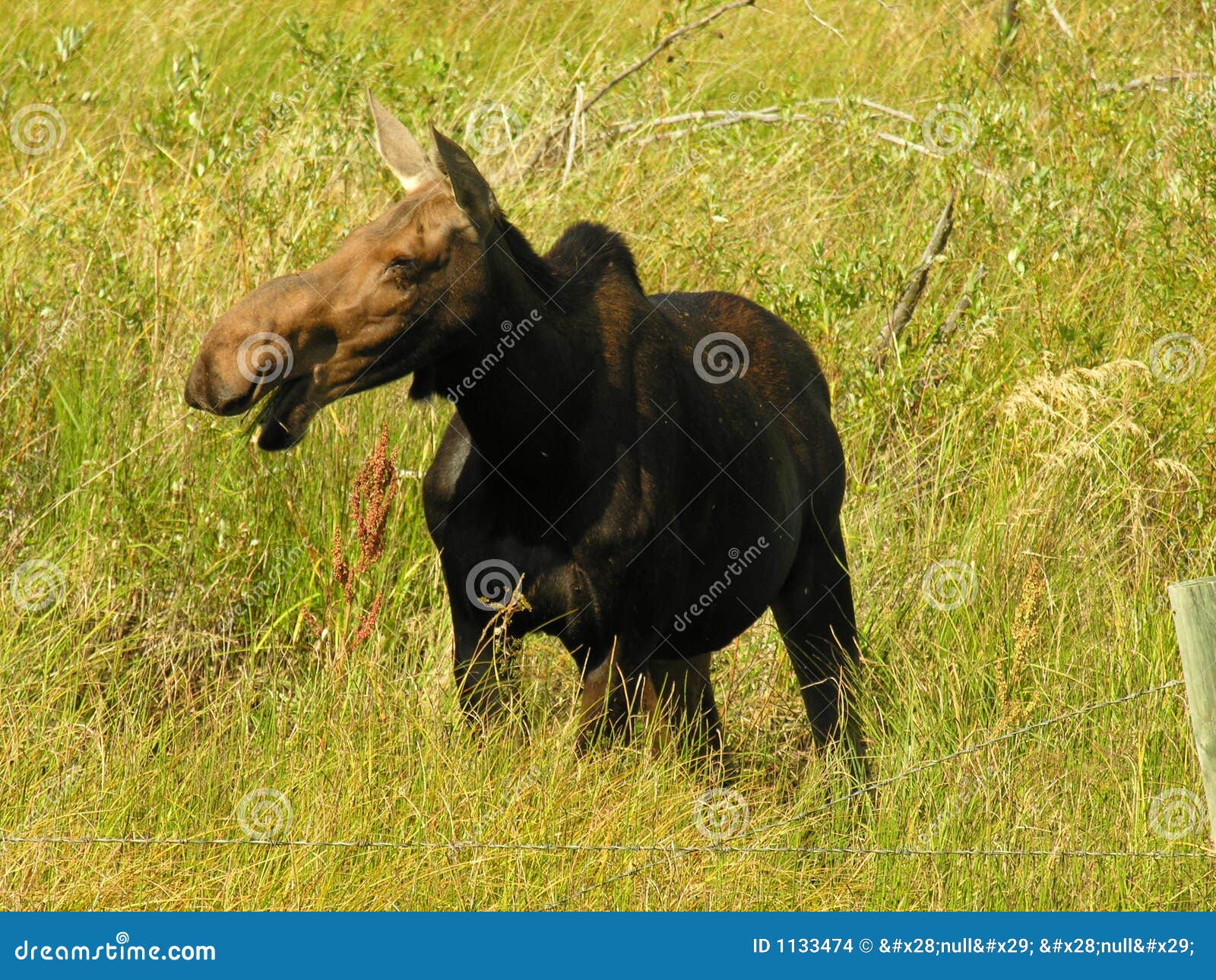 Moose Laughing stock photo. Image of canada, field, eating - 1133474