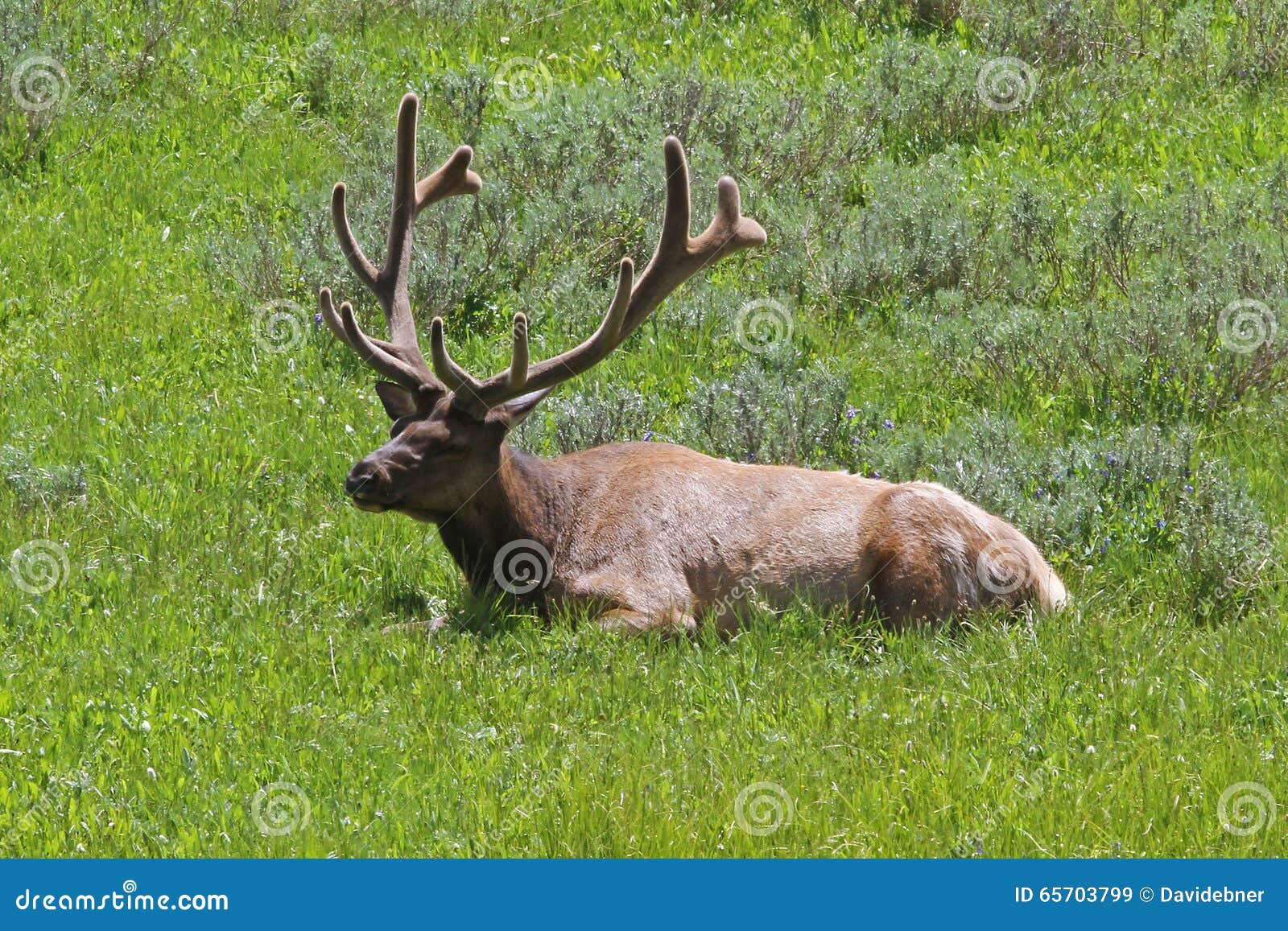 Moose laying down stock image. Image of moose, natural - 65703799