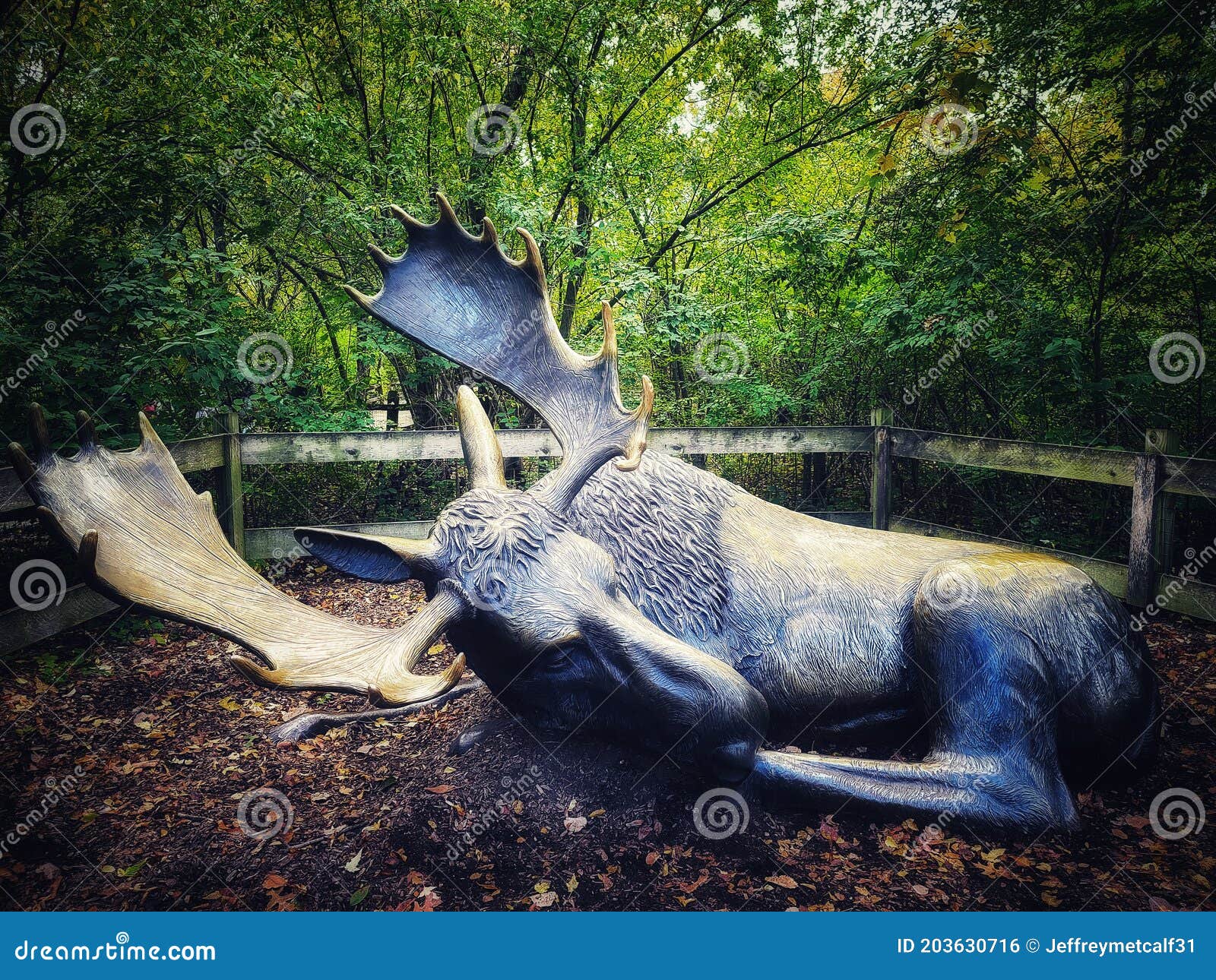 Moose laying on the gound stock photo. Image of wildlife - 203630716