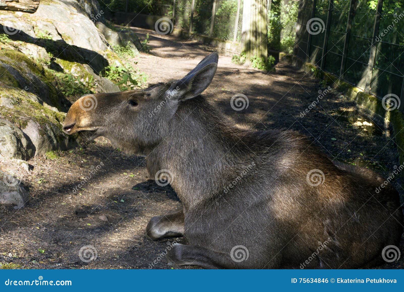 Moose Laying With A Mountain In The Background Royalty-Free Stock ...