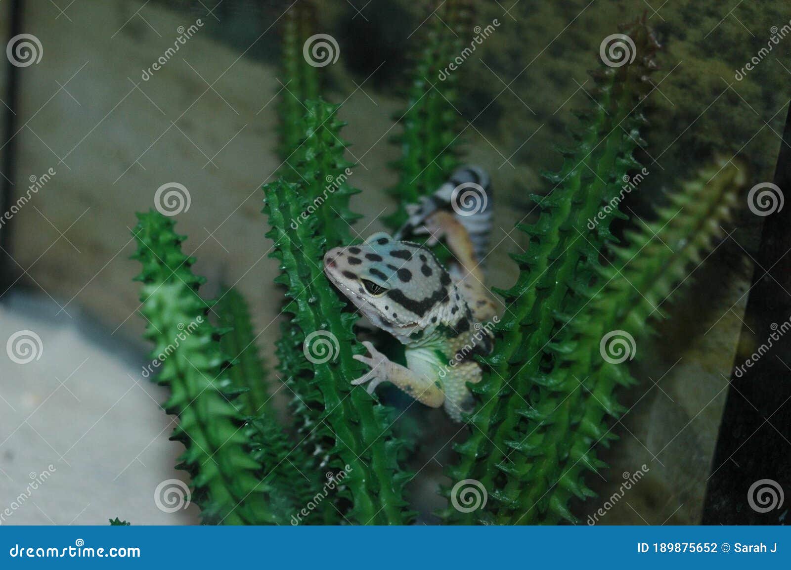 Moose the leopard gecko stock photo. Image of leopard - 189875652