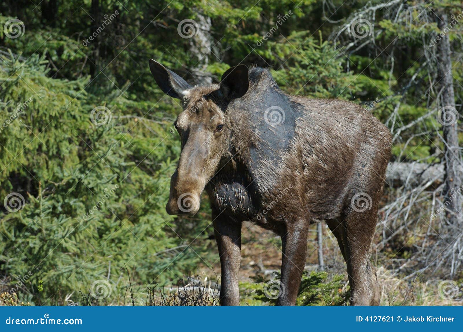 Moose look back stock image. Image of park, nature, side - 4127621