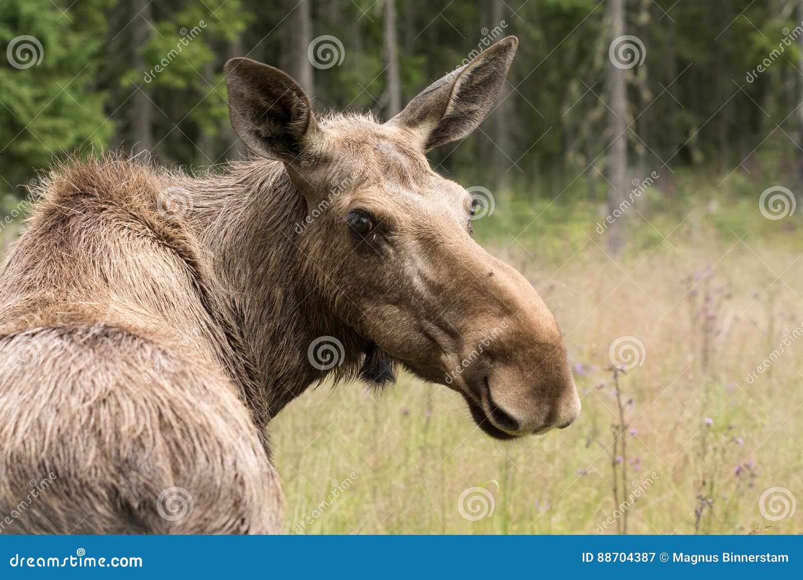 Moose Looking back stock image. Image of mule, nature - 88704387