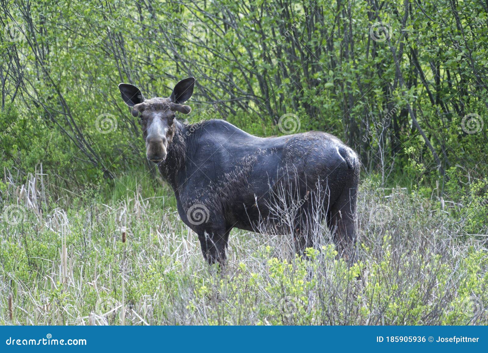 Moose looking at camera stock photo. Image of fauna - 185905936