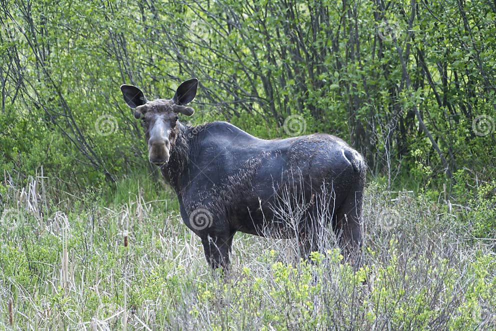 Moose looking at camera stock photo. Image of fauna - 185905936