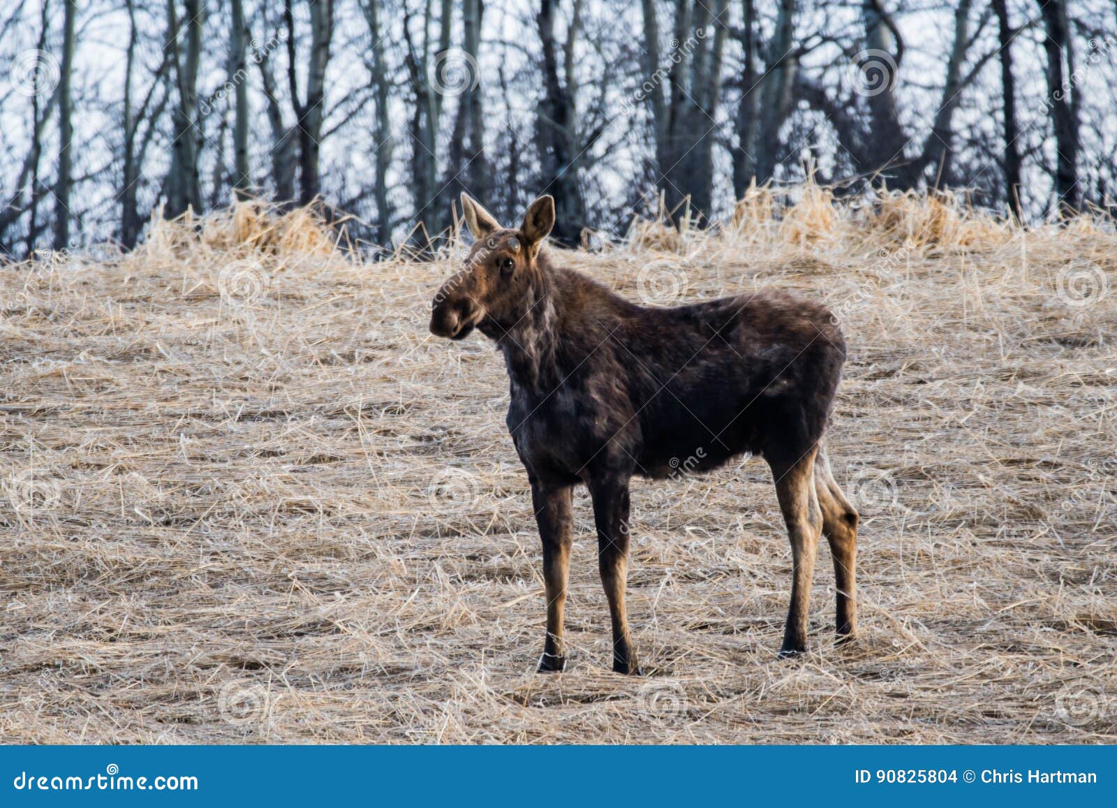 Moose on the Loose stock photo. Image of moose, travel - 90825804