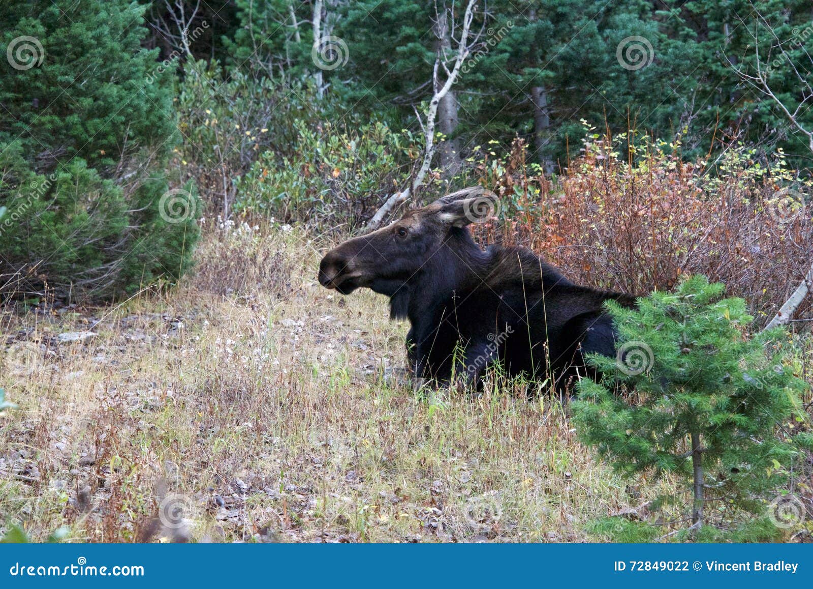Moose Lying in the Mountains Stock Photo - Image of sits, trees: 72849022